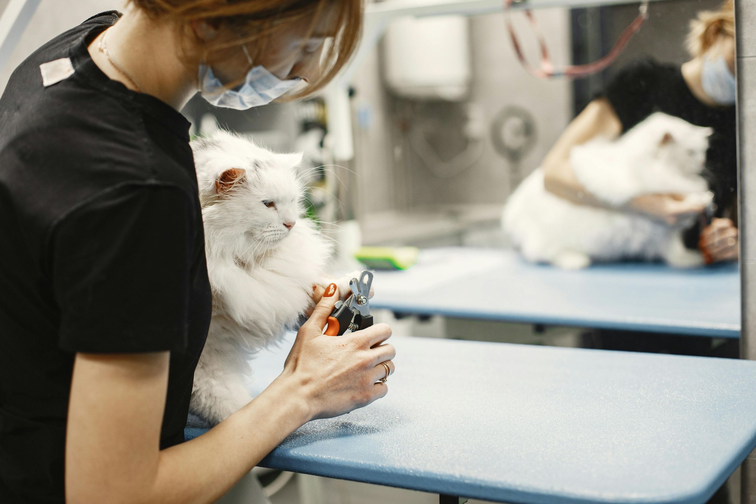 Vet Prices in UK Soared to 63%: Watchdog Steps In To…
