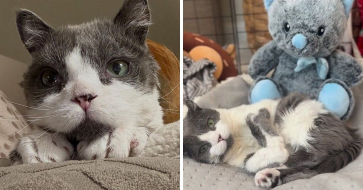 This Tiny Cat Living With A Rare Genetic Condition Was…