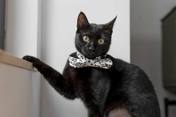 The Mysterious Charm of the Bombay Cat: Mini Panther…