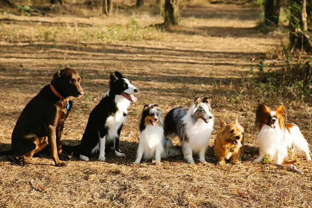 The Latest Breaking News from Shih tzu – inkl news