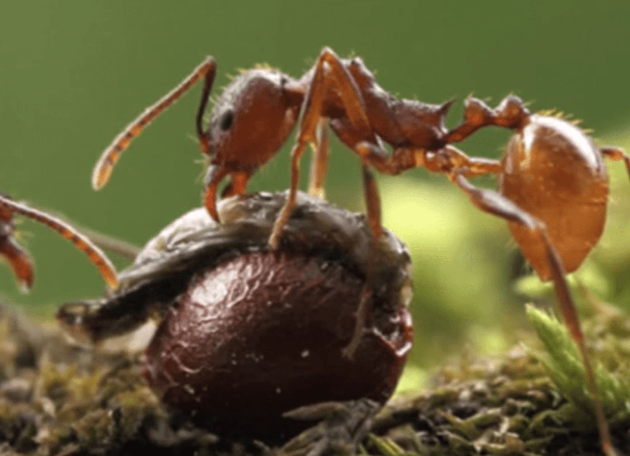 US Faces Threat From Spreading Asian Needle Ants That…