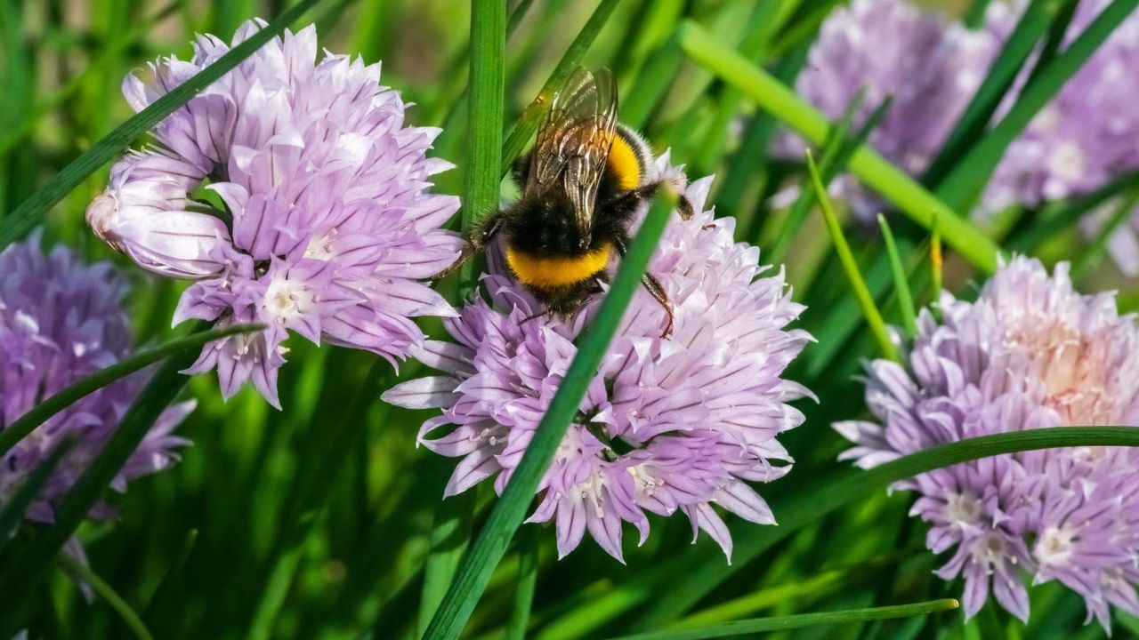 Yes, Bees Can See in Color – And These Are the Flowers…