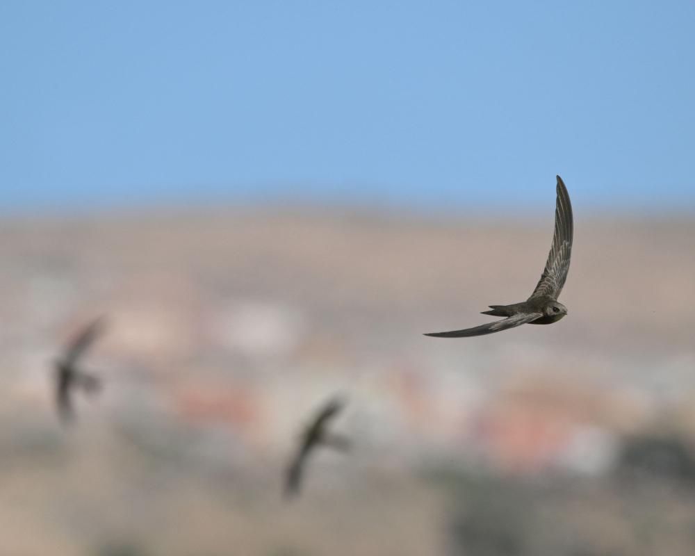 Network Rail must restore swift nesting sites