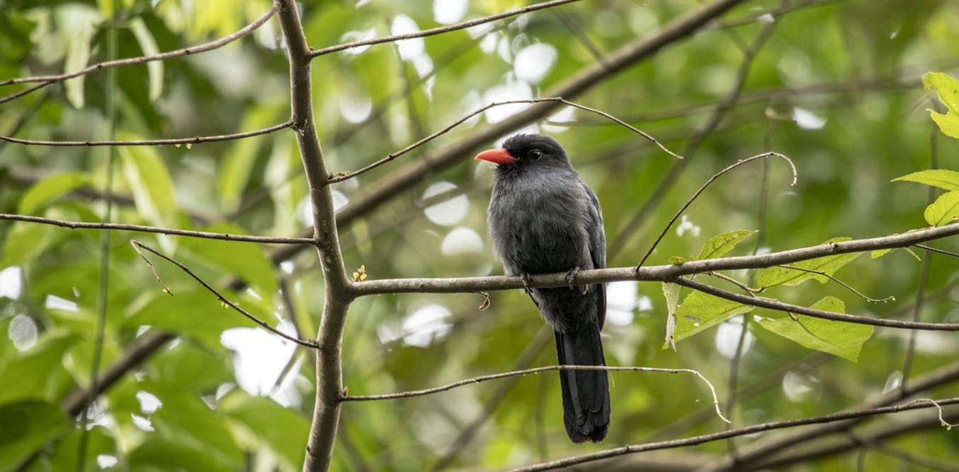 Birds and monkeys in the Amazon share information via…