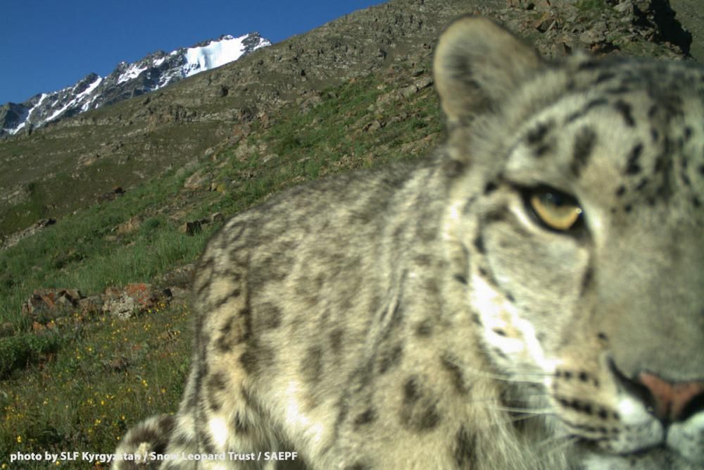 Once a trophy hunting concession, now a snow leopard…