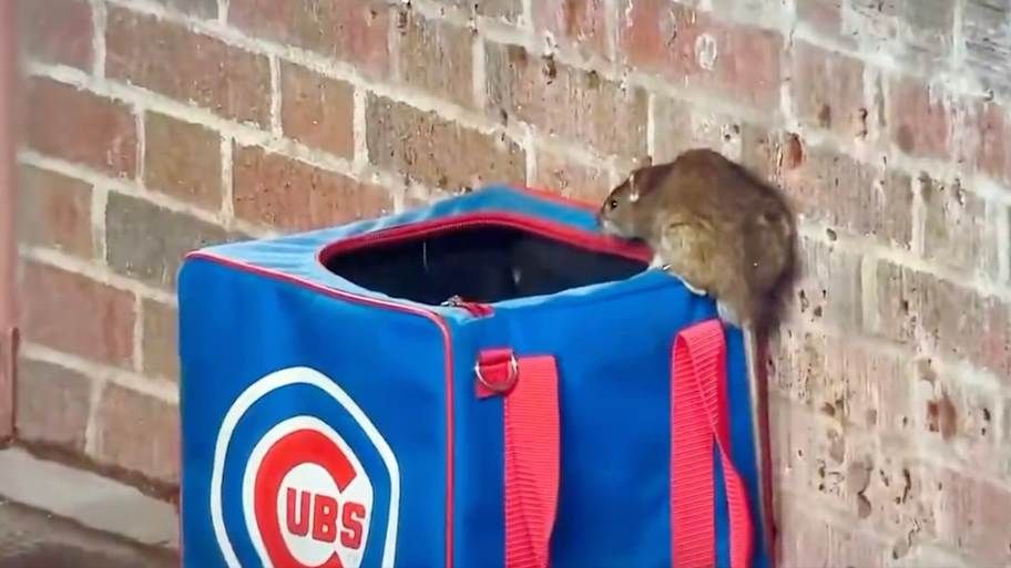 Sports Illustrated - Wrigley Field Rat, Running Wild,…