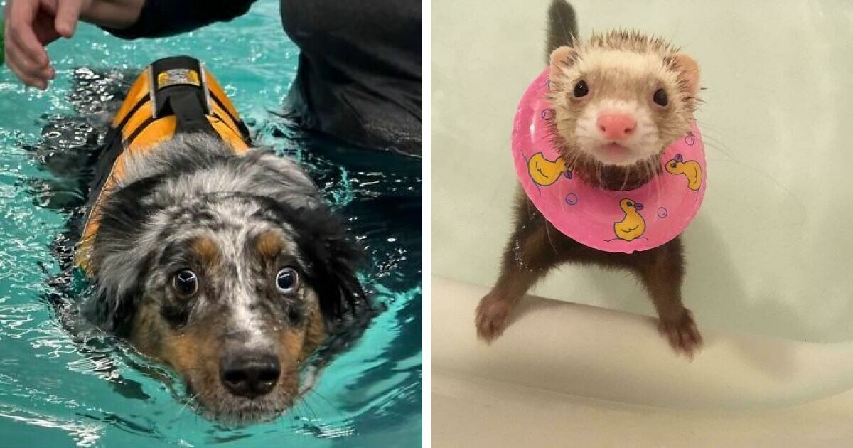 70 Hilarious Photos Of Pets In Water That Capture…