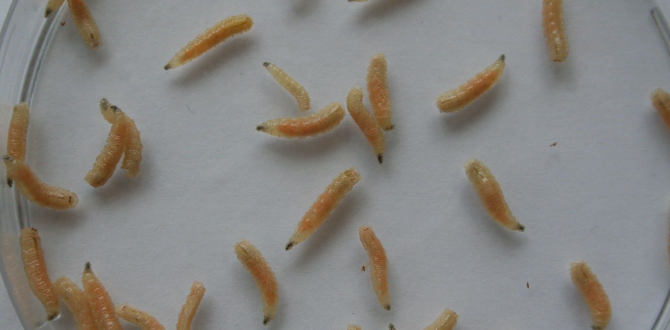 Creepy, crawly maggots are actually a medical…
