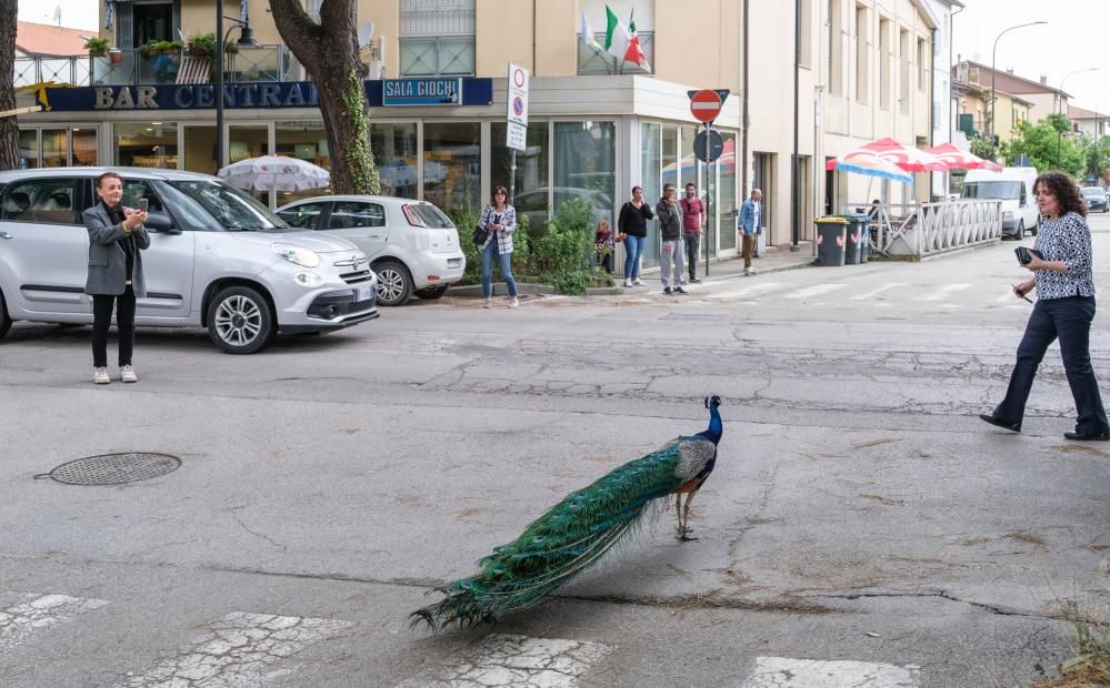 Peacock ‘invasion’ of Italian seaside town ruffles…