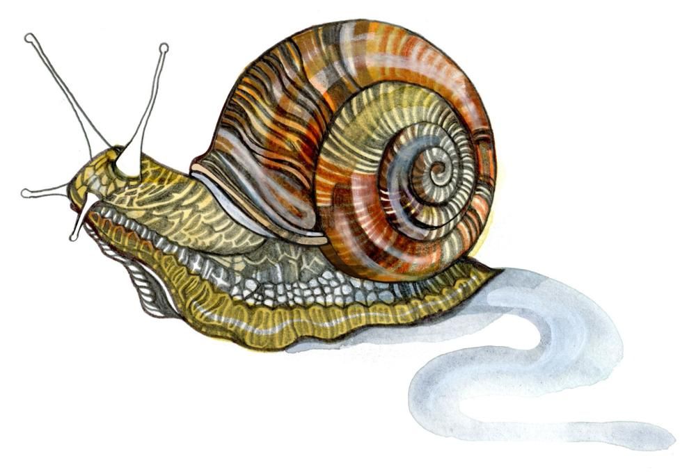 How do snails make their shells and which animal is…