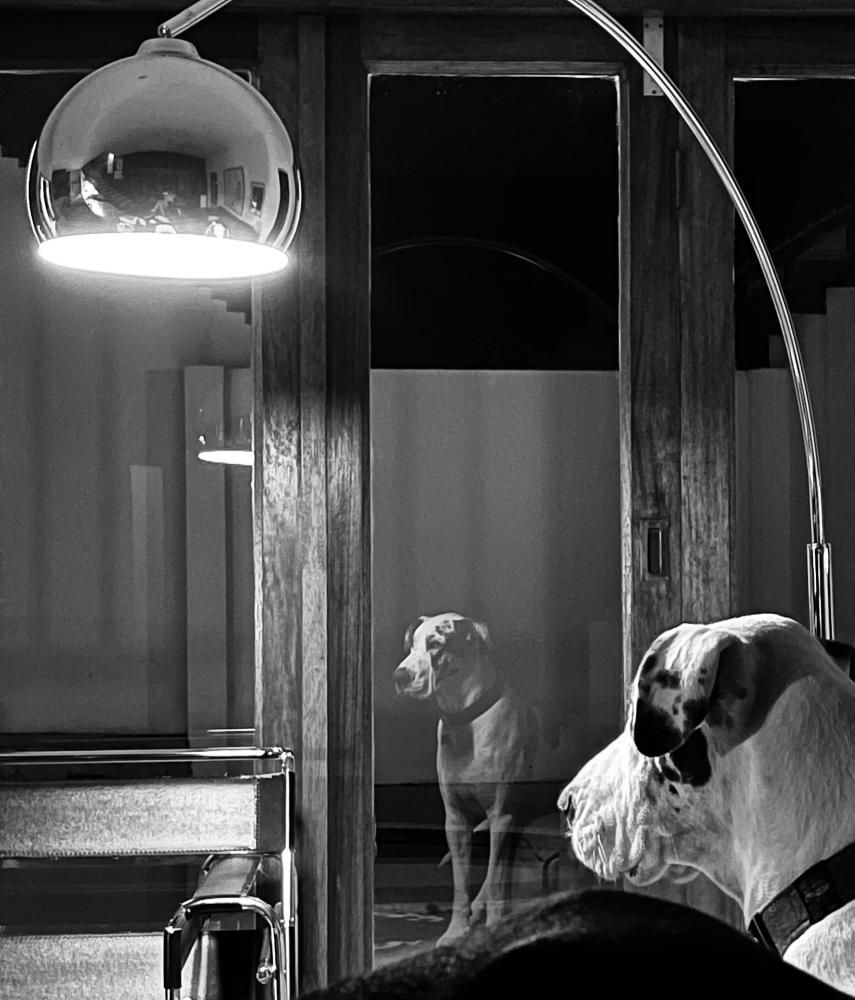 ‘It’s as if Arya, my great dane, is contemplating time…
