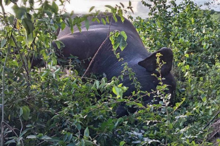 Wild jumbos shot, electrocuted