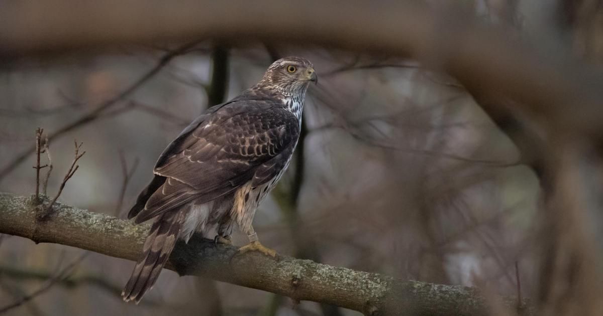 How 182 birds of prey were illegally killed across…