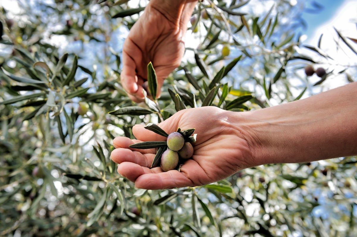 Join the extra virgin olive oil rush: liquid gold for…