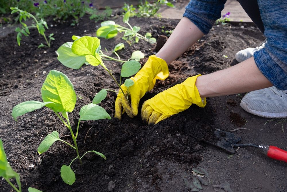 7 Spring Soil Picks That Thrive Early