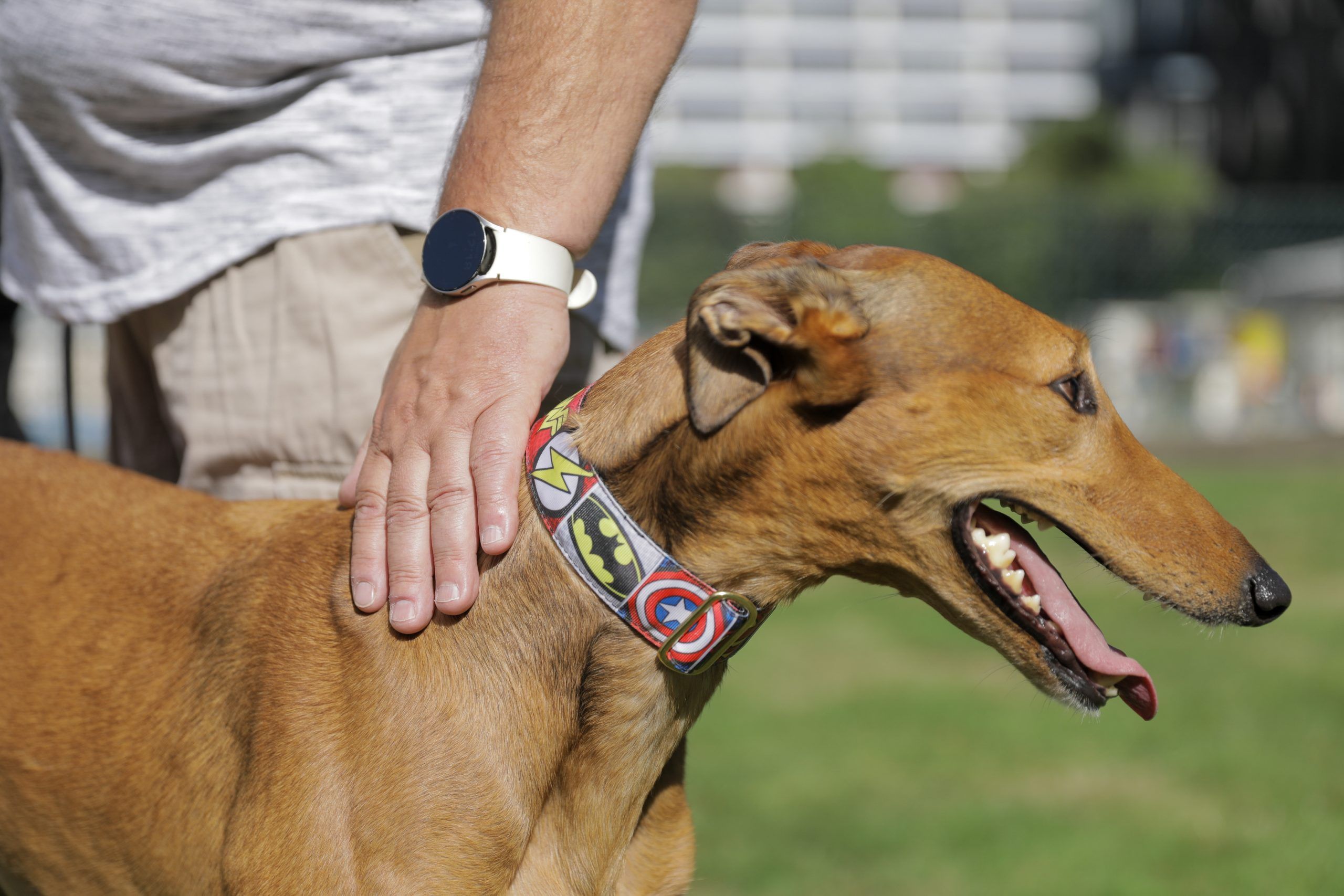 Last ditch flight for greyhound trainers