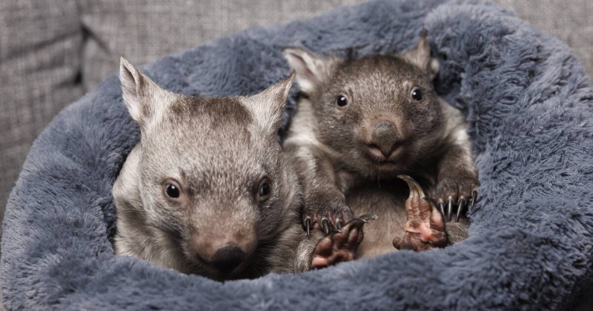Controversial wombat report lacked population data,…