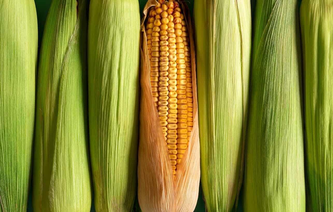 Corn Prices Are Still Falling, But a Floor Is Close.…