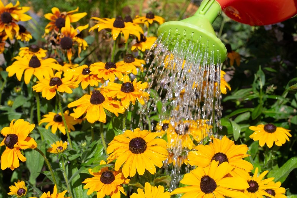 Transform Your Yard Into a Pollinator Paradise With…