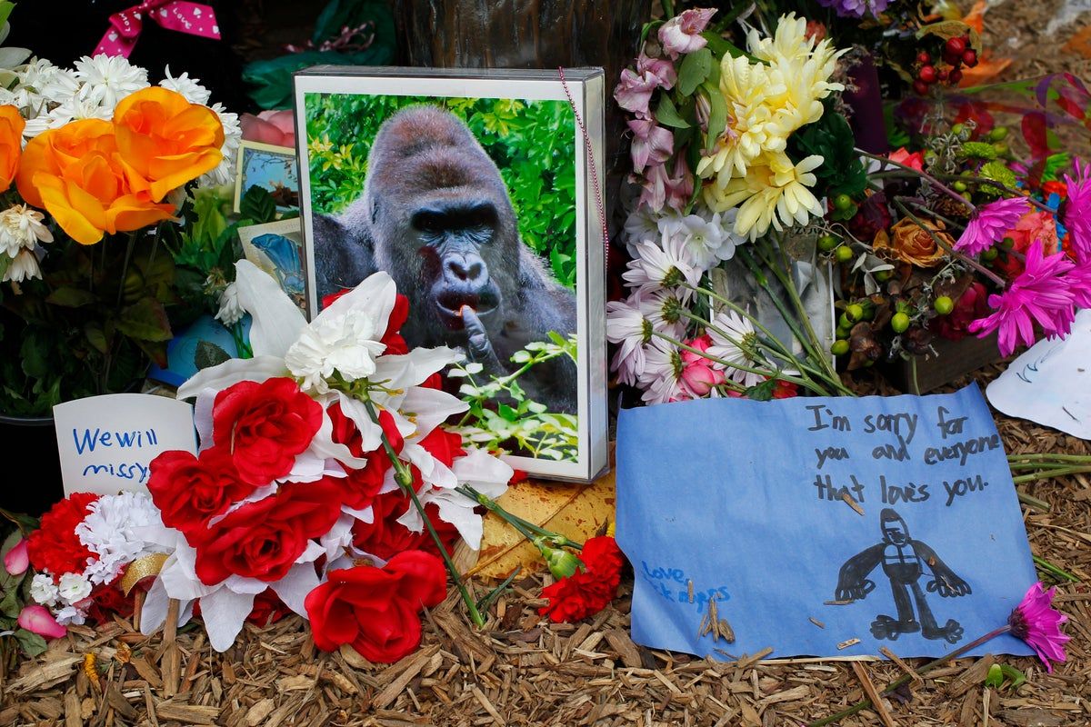 White House calls Harambe the gorilla ‘a true patriot’…
