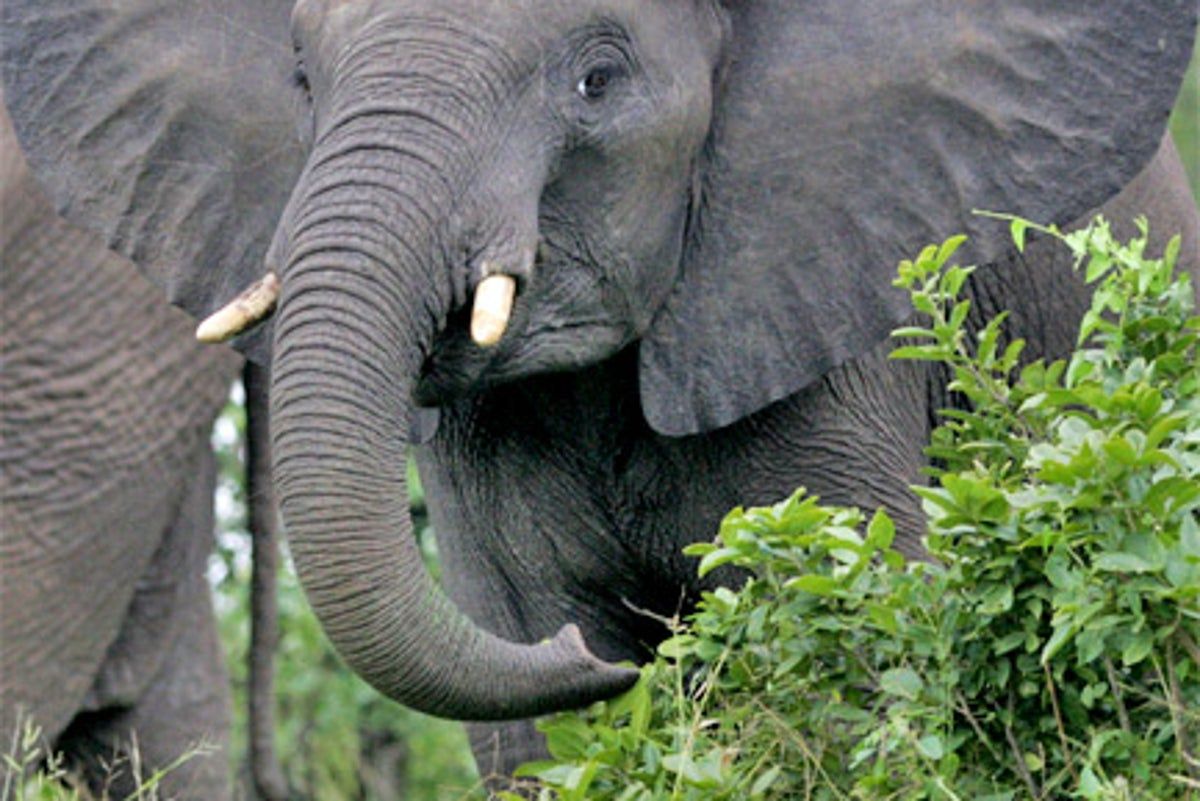 Happy the elephant dies at Bronx Zoo after landmark…