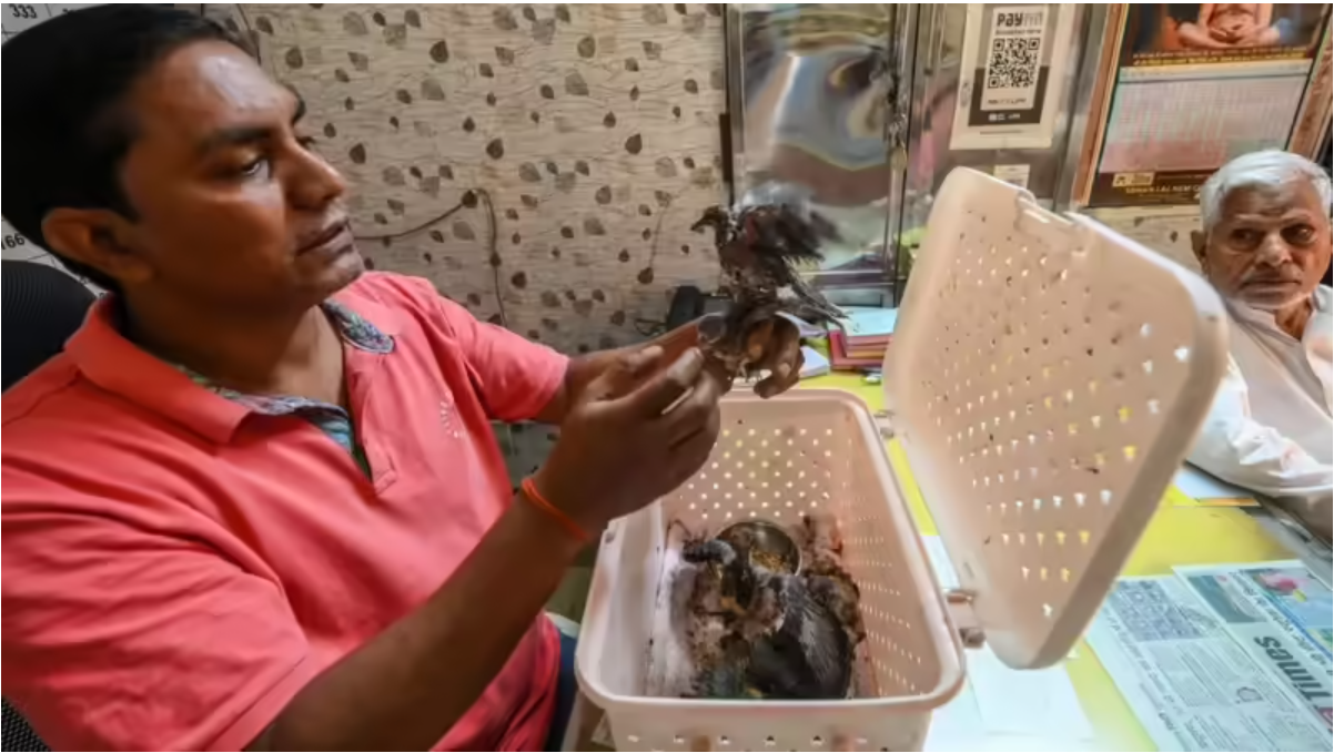 Gurgaon hospital reports surge in dehydrated birds…