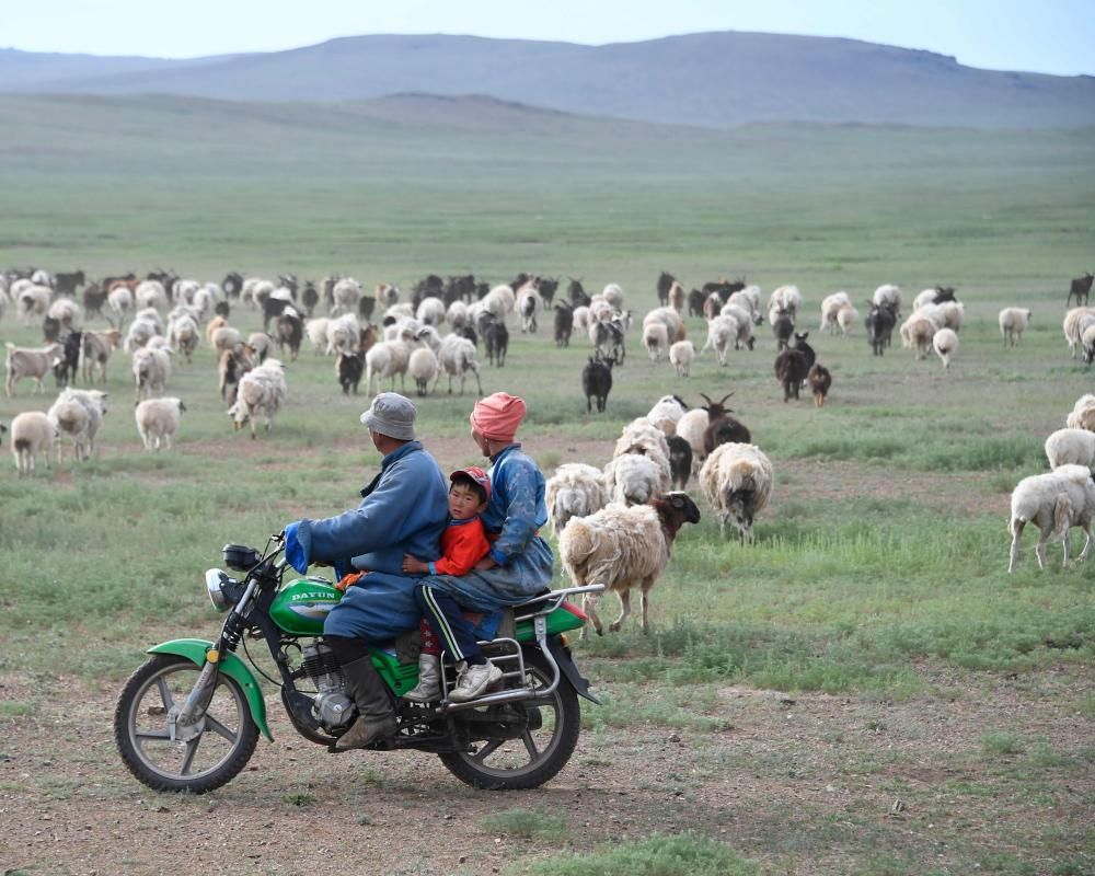 Greener pasture of a shepherd’s life lures Chinese…