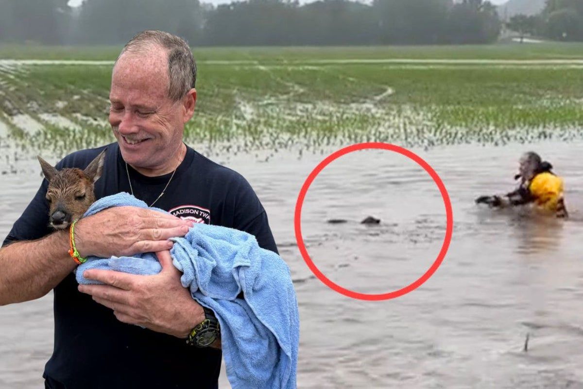 Dramatic moment baby deer is plucked from flooded,…