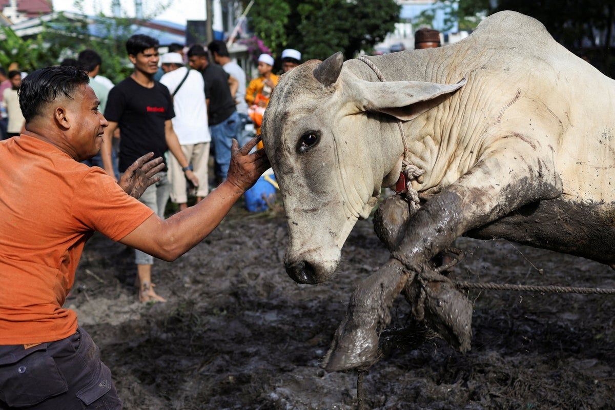 Man killed by buffalo during Eid al-Adha sacrificial…