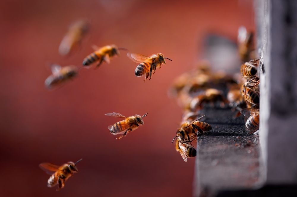 Give Bees and Butterflies a Drink: Create a Pollinator…