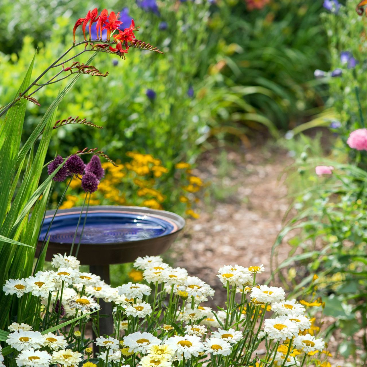 How to help birds in hot weather – 2 things your…