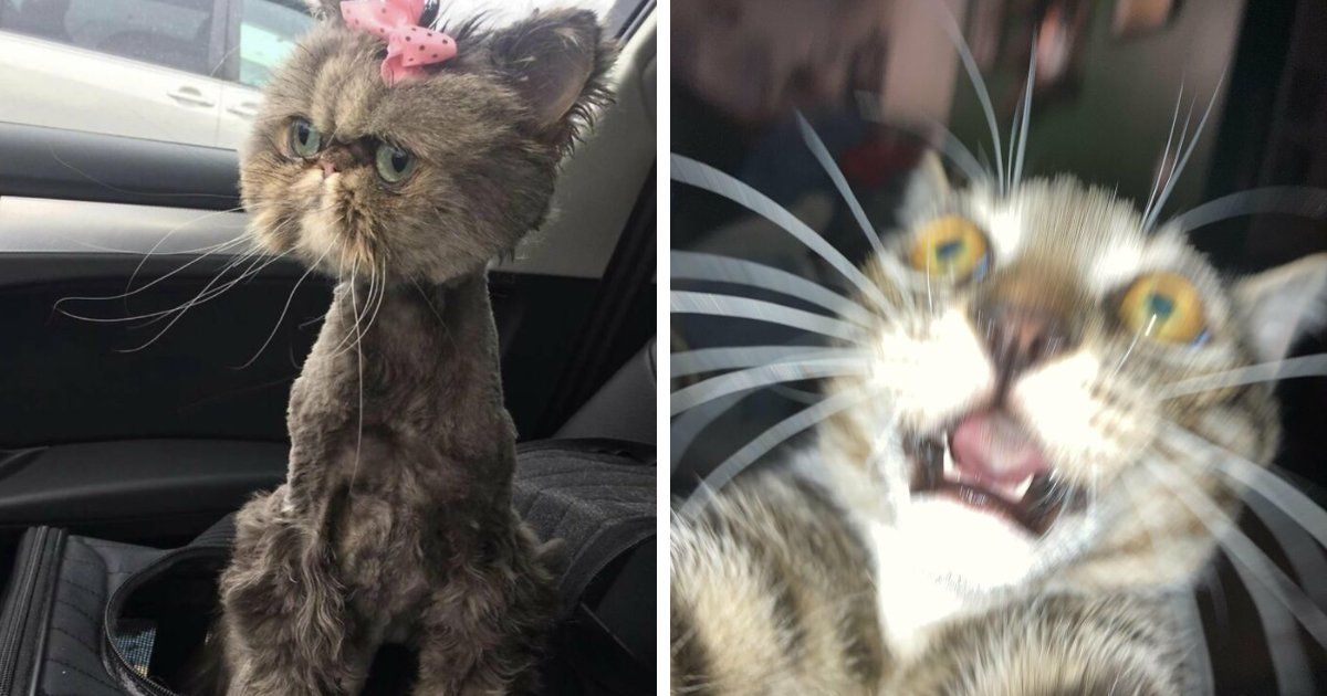 88 Of The Worst Pictures People Have Of Their Cats…