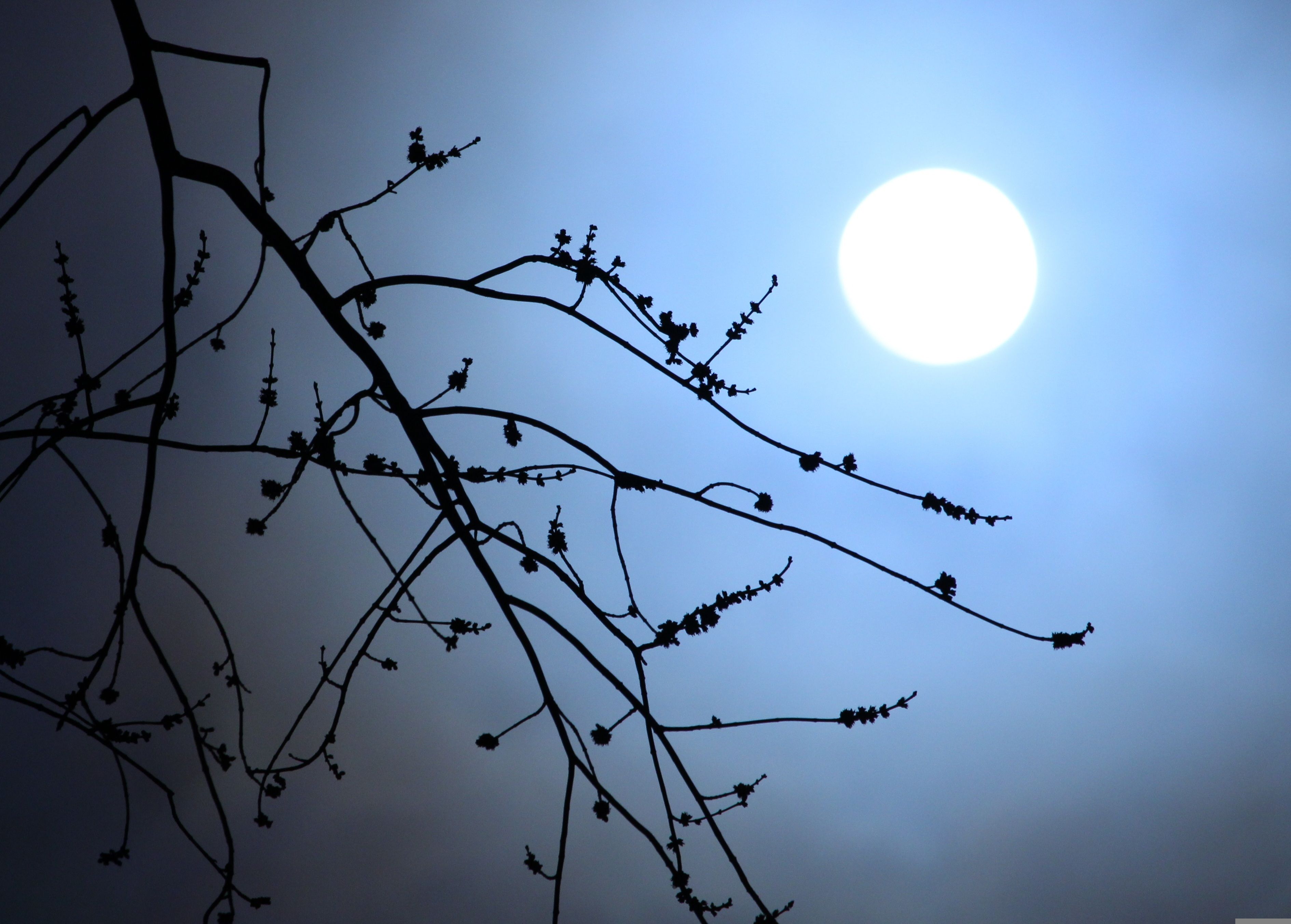 What Is The Blue Full Moon? Meaning, Where To Watch…