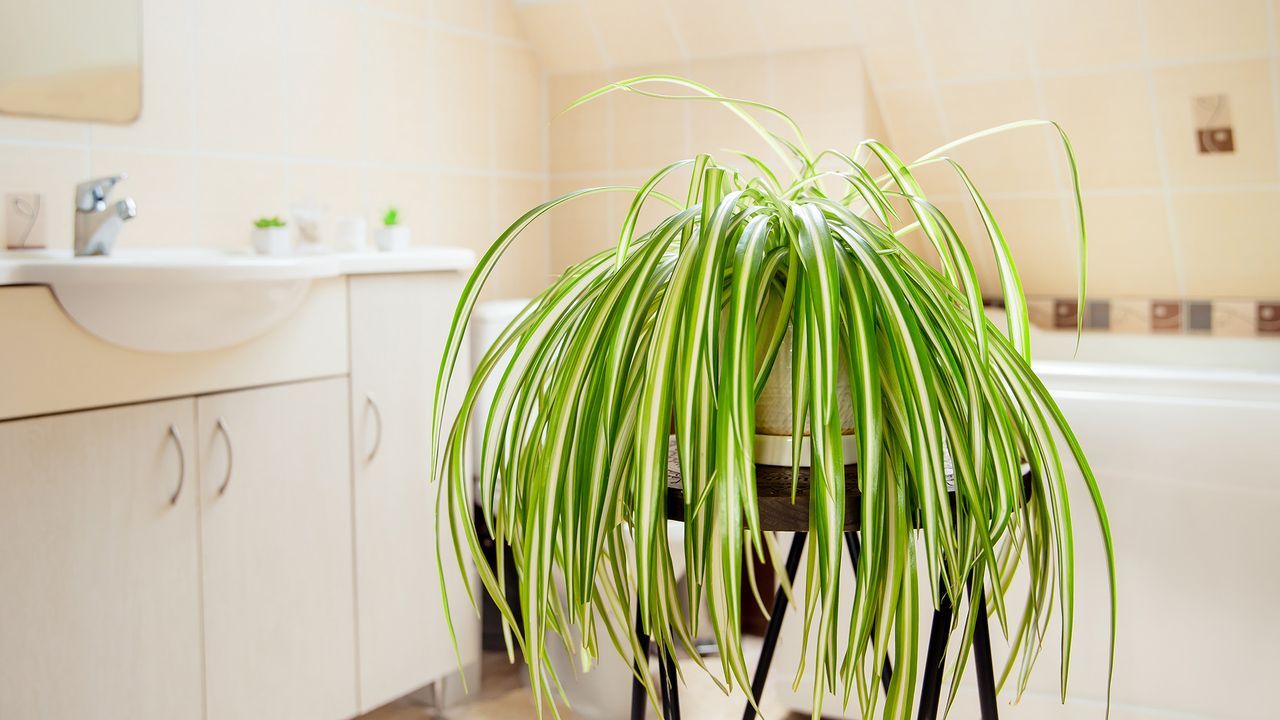 Why are my spider plant leaves drooping? The quick…