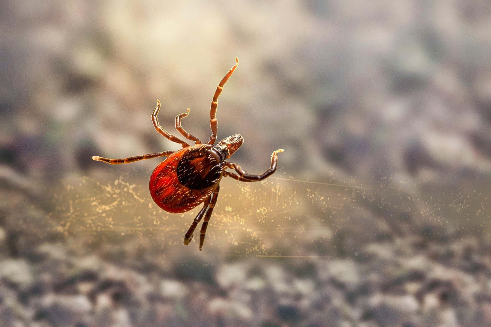 Woman Sparks Alarm Over 'Sinister' Tick Surge With…