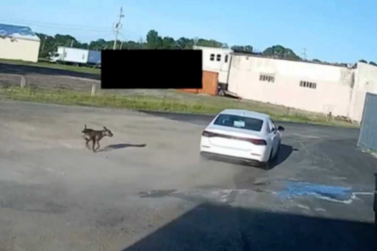 Heartbreaking moment dog chases after car after being…