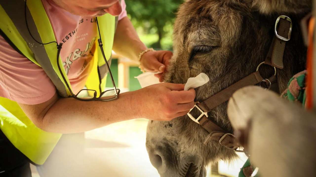 Therapy donkeys are helping psychiatric patients heal…