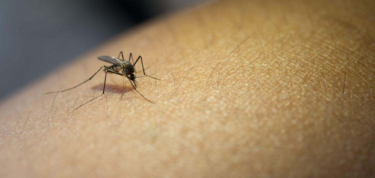 Florida Reports Rising Dengue Activity as Miami-Dade…