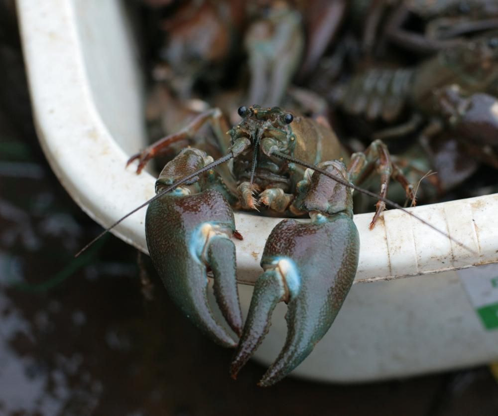 Use crayfish to keep Hampstead Heath swimmers at bay