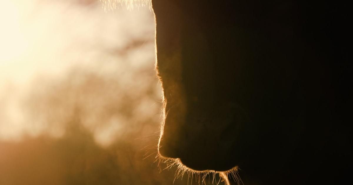 271 animals to be slaughtered on Fife farm following…