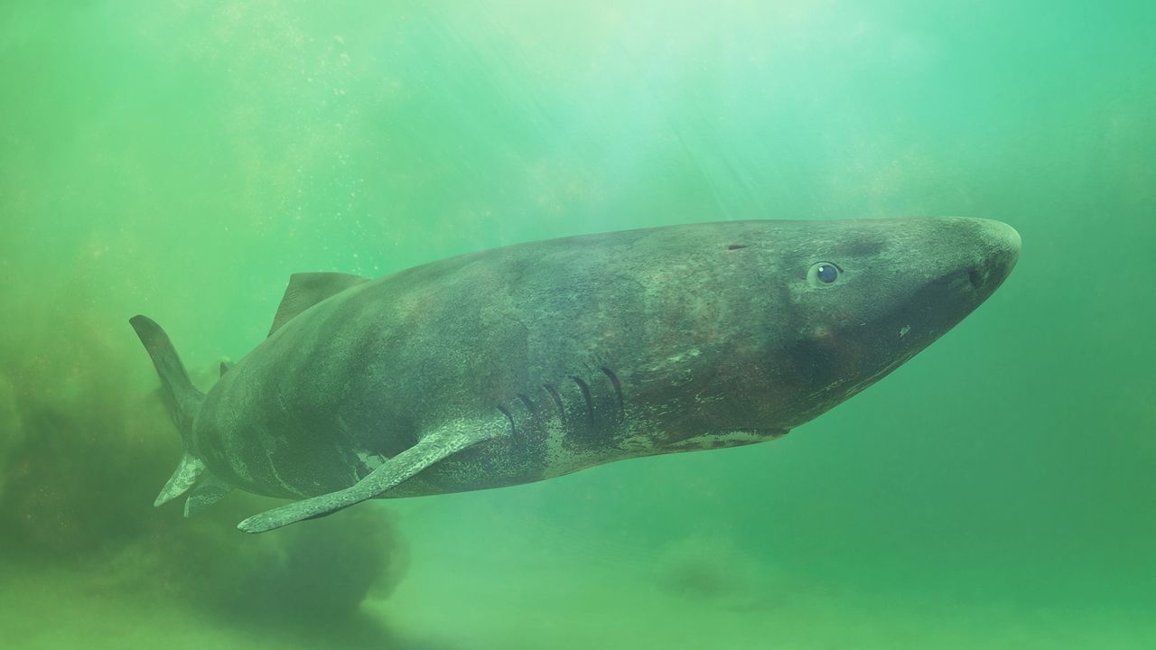 First whole-genome sequence of a Greenland shark holds…