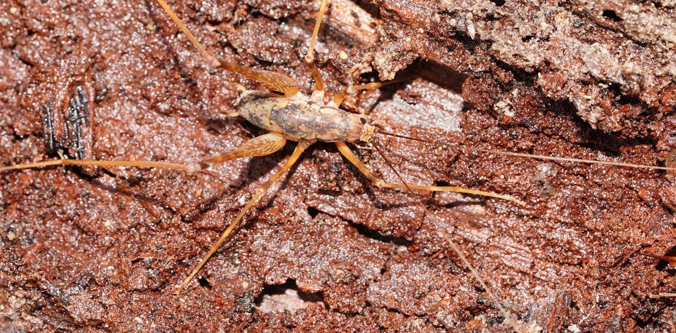 Ever seen a cave cricket? Australia now has three new…
