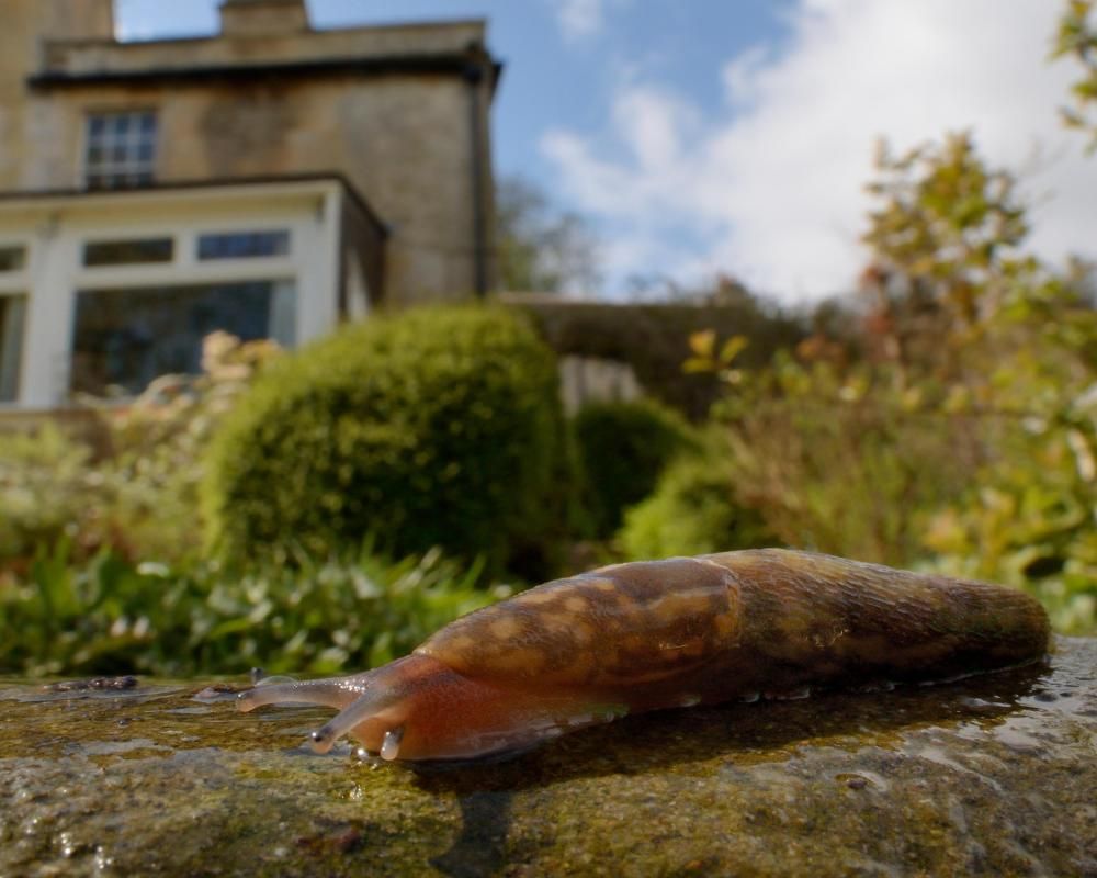 Gardeners beware: slugs returning after dry weather to…