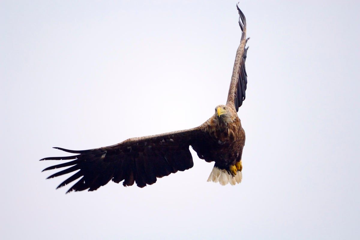 Suspicious disappearance of rare white-tailed eagle in…