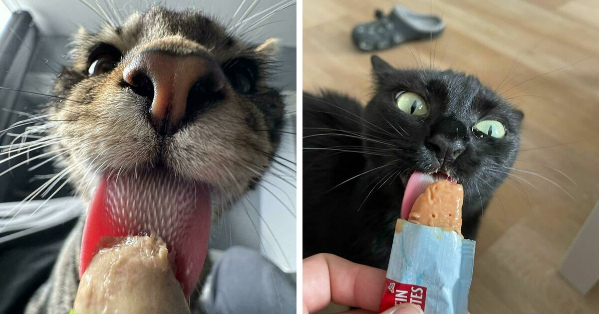 51 Of The Most Endearing Pics Of Cats Enjoying Meals…