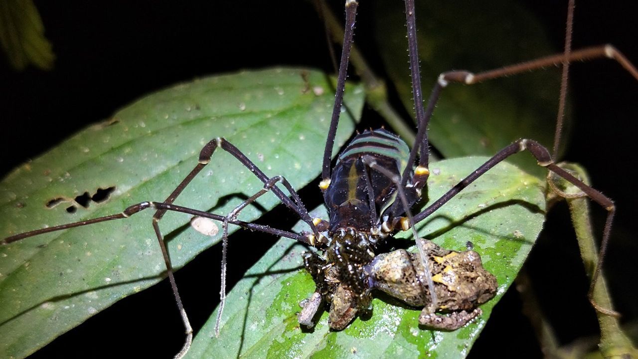 Daddy longlegs may be capturing and devouring frogs in…