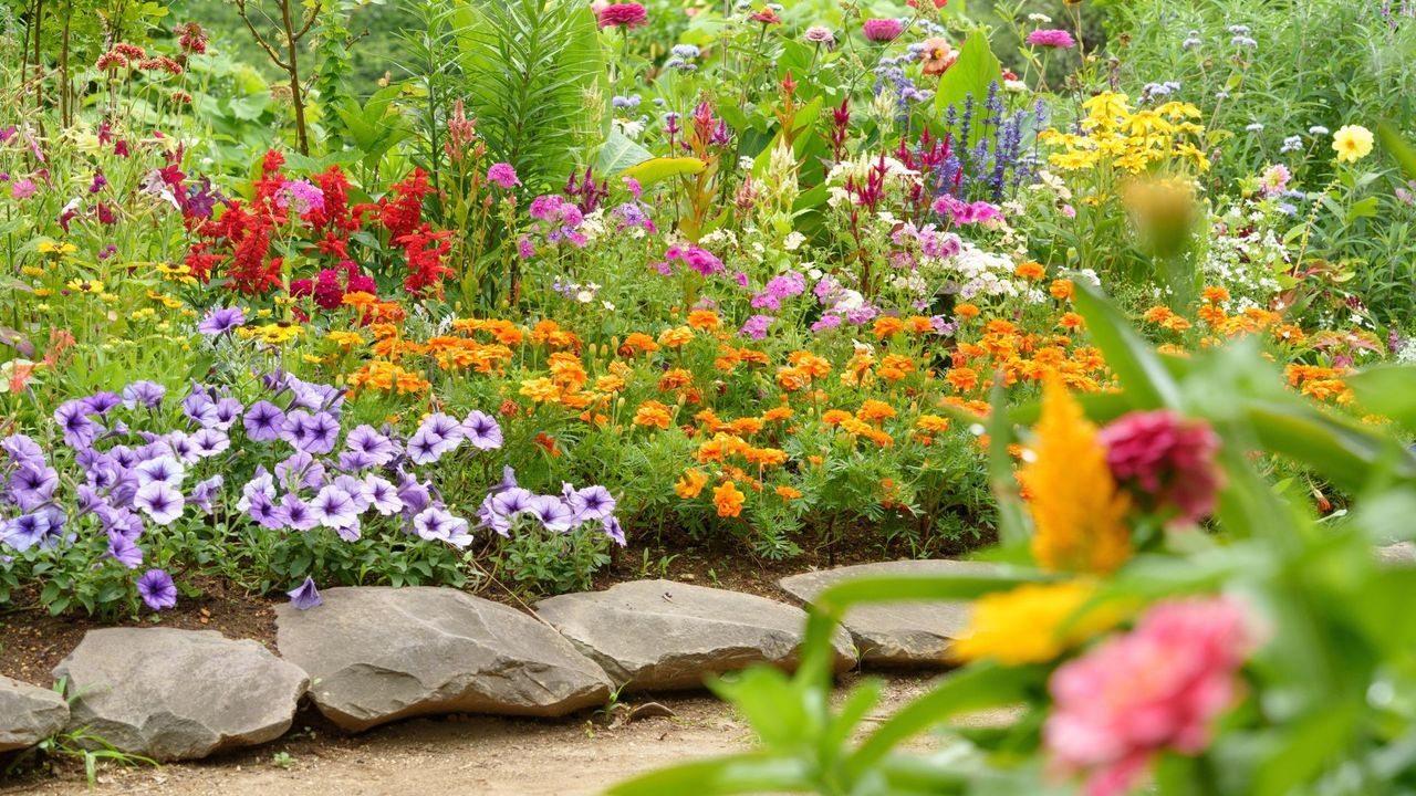 Forget buying new seeds: these 9 gorgeous flowers come…