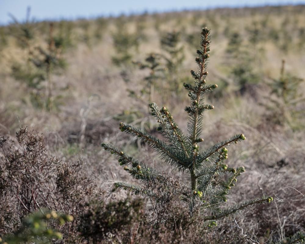Tax-break trees: how woodland became a store of wealth…