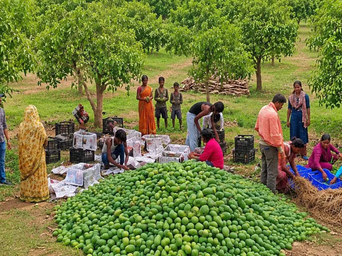 Jharkhand exports first commercial mango consignment…