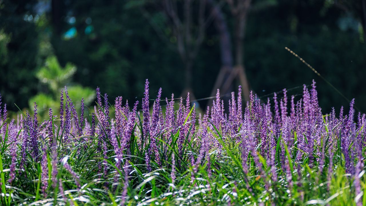 Best Plants for Weed-Free Borders – 6 Expert-Approved…
